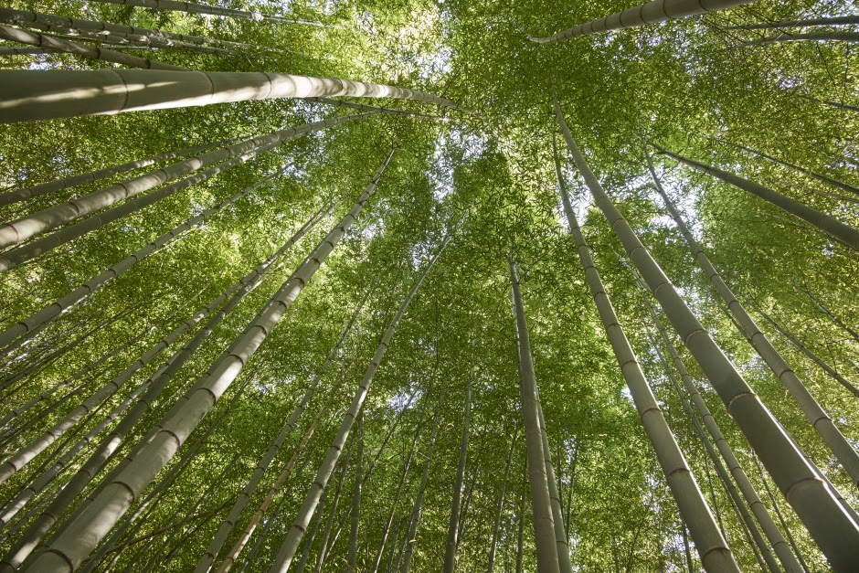 5 MUST-VISIT FORESTS IN SOUTH KOREA – Hallyuism